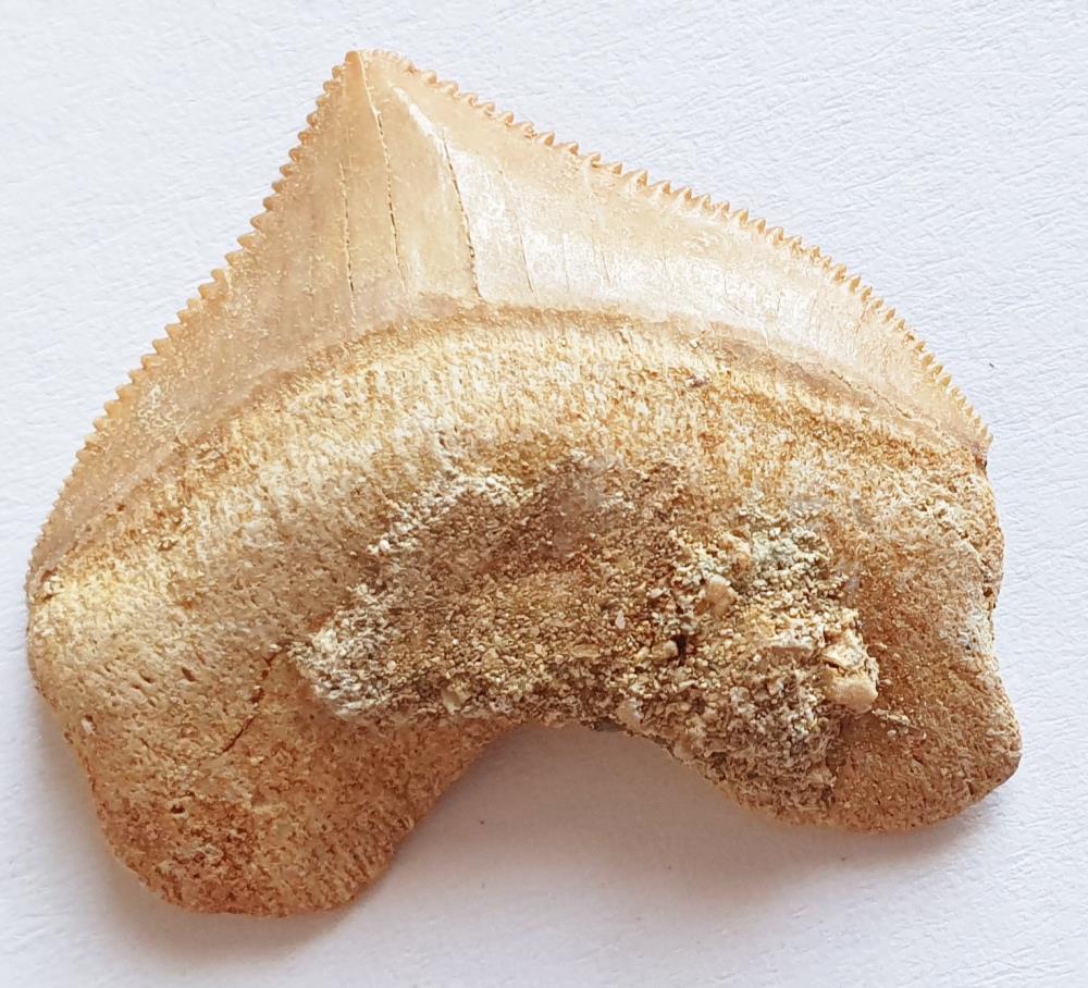 Squalicorax pristodontus, tooth, Cretaceous, MAR | F5590